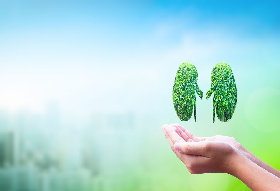 Green Nephrology: la TDN ha un impatto positivo sull'ambiente? - Flavis ...